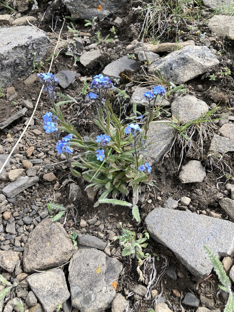 mountain forget-me-not from Kananaskis, AB T0L, Canada on June 25, 2023 ...
