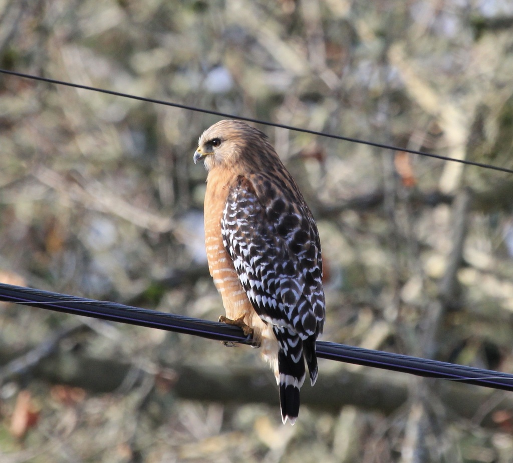 Red-shouldered Hawk from 2060 SW 49th St, Corvallis, OR 97333, USA on ...