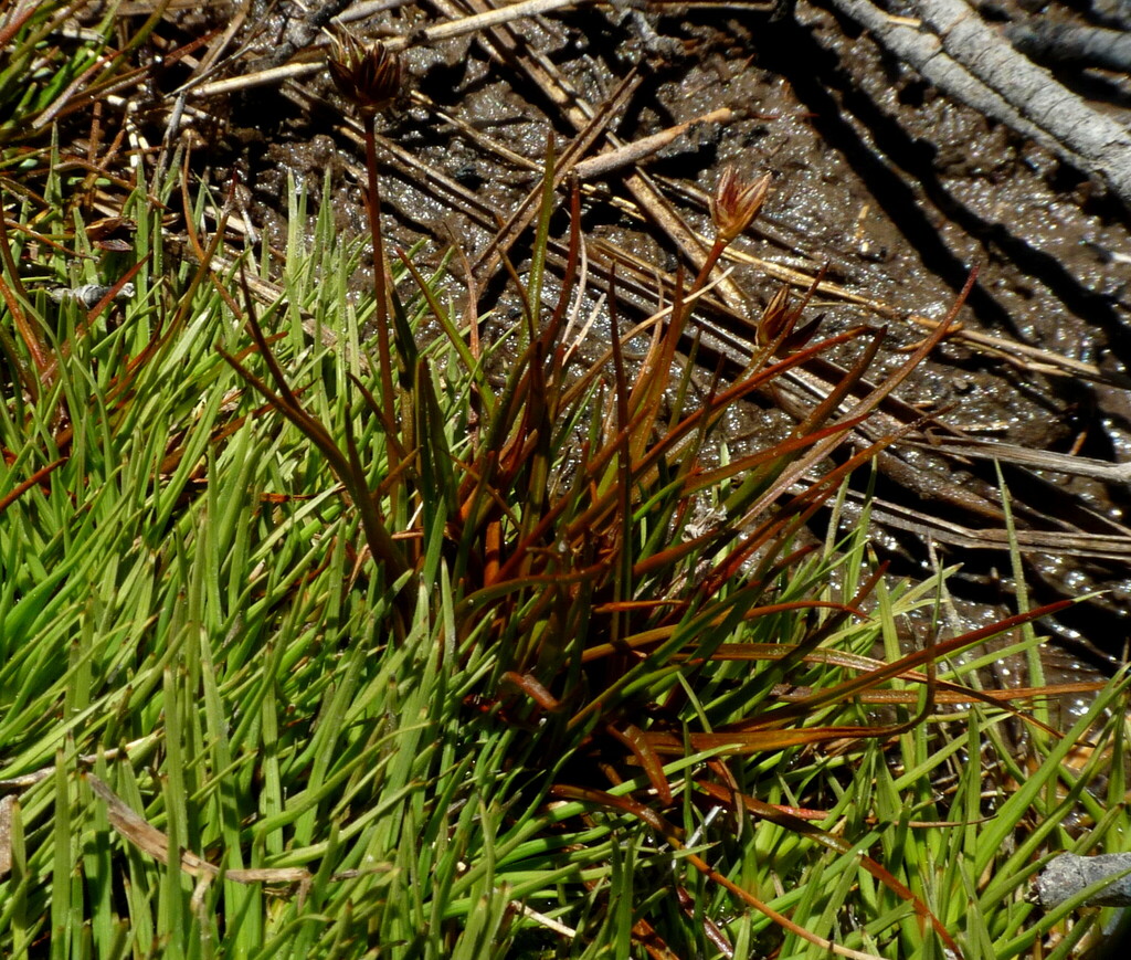 Juncus antarcticus from Tasman District, Tasman, New Zealand on ...