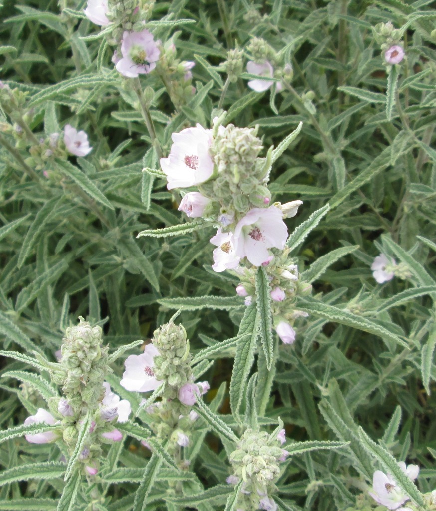 narrowleaf globemallow from Presa La Purísima, Guanajuato on April 16 ...