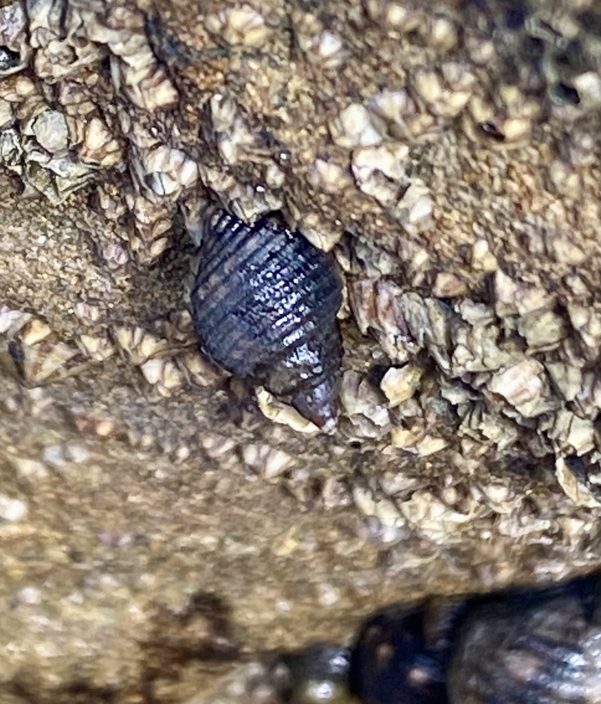 Tropical Periwinkle from Coral Sea, Urangan, QLD, AU on December 9 ...