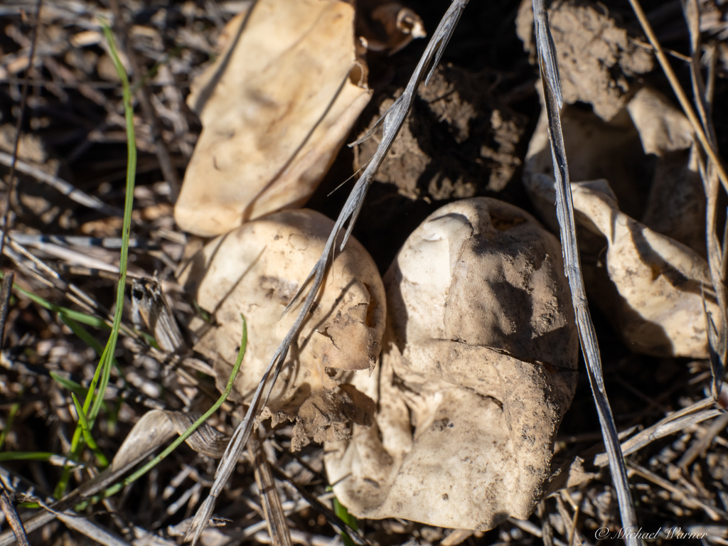 California King Snake from El Sobrante Hills, Richmond, CA 94803, USA ...