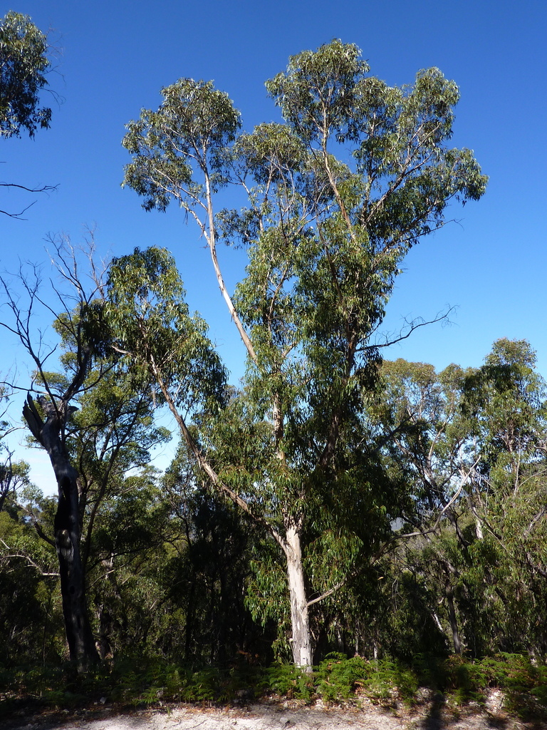 mountain grey gum from Grampians VIC 3314, Australia on April 16, 2019 ...