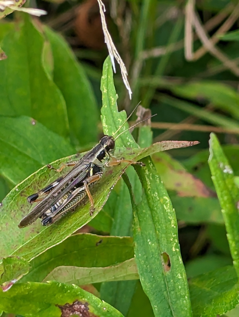 Grasshoppers, Crickets, and Katydids from Aurora, OH 44202, USA on ...