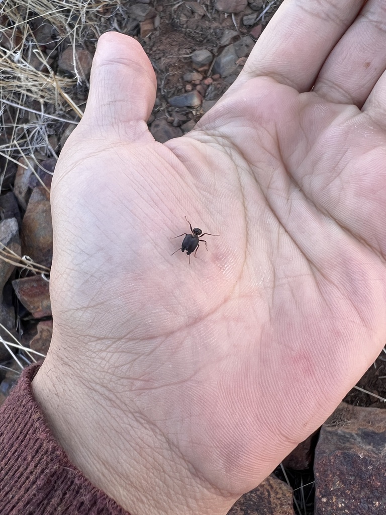 Pheidole rhea from Tonto National Forest, Tonto Basin, AZ, US on ...