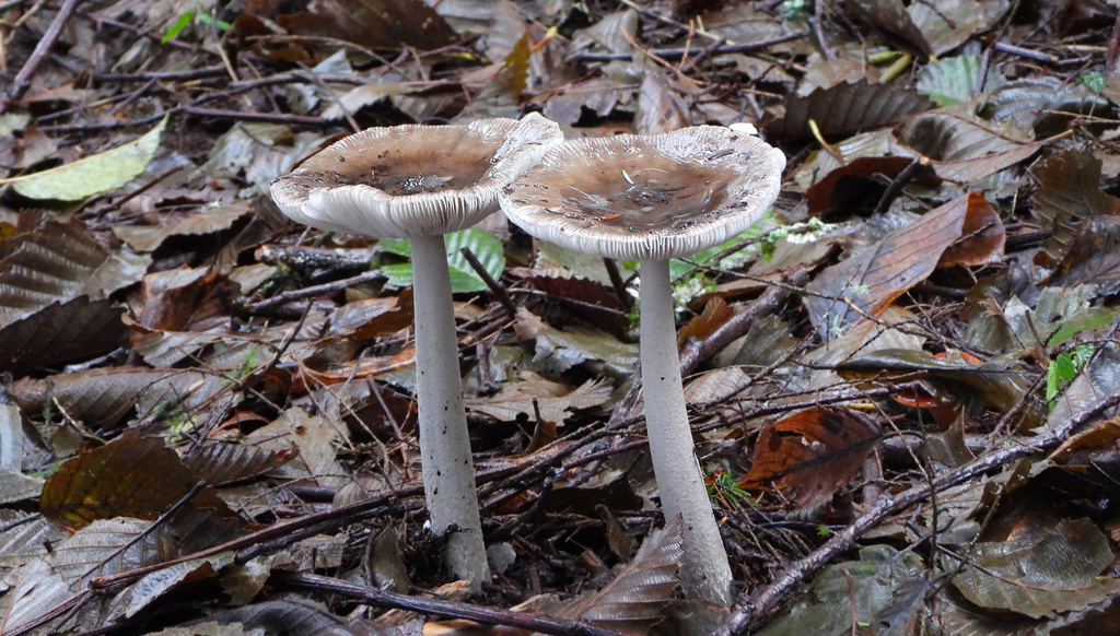 Western Grisette from L&C NHP S Slough Trail on December 8, 2023 at 02: ...