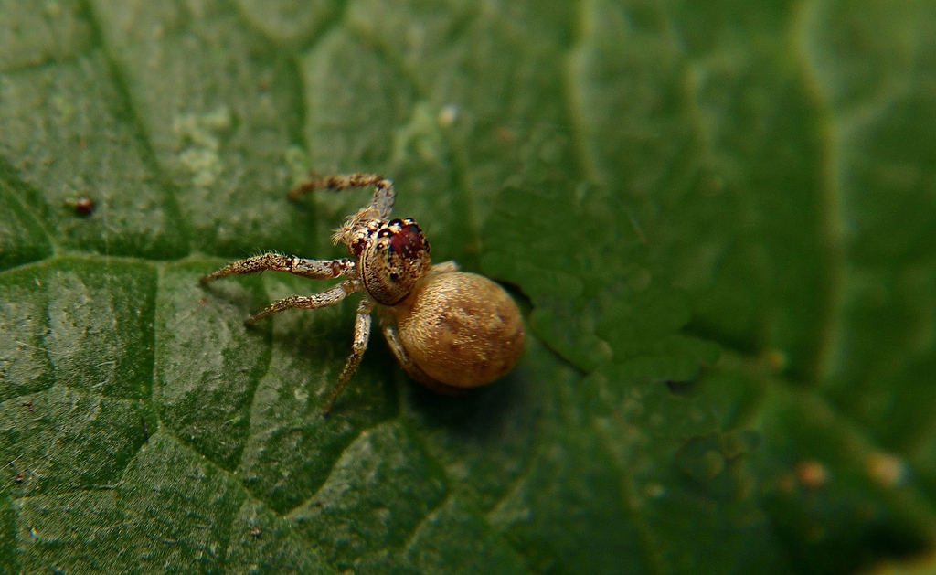 Typical Jumping Spiders from El Aceituno, Ibagué, Tolima, Colombia on ...