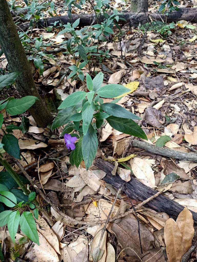 creeping ruellia from Caboolture - Hinterland, AU-QL, AU on December 9 ...