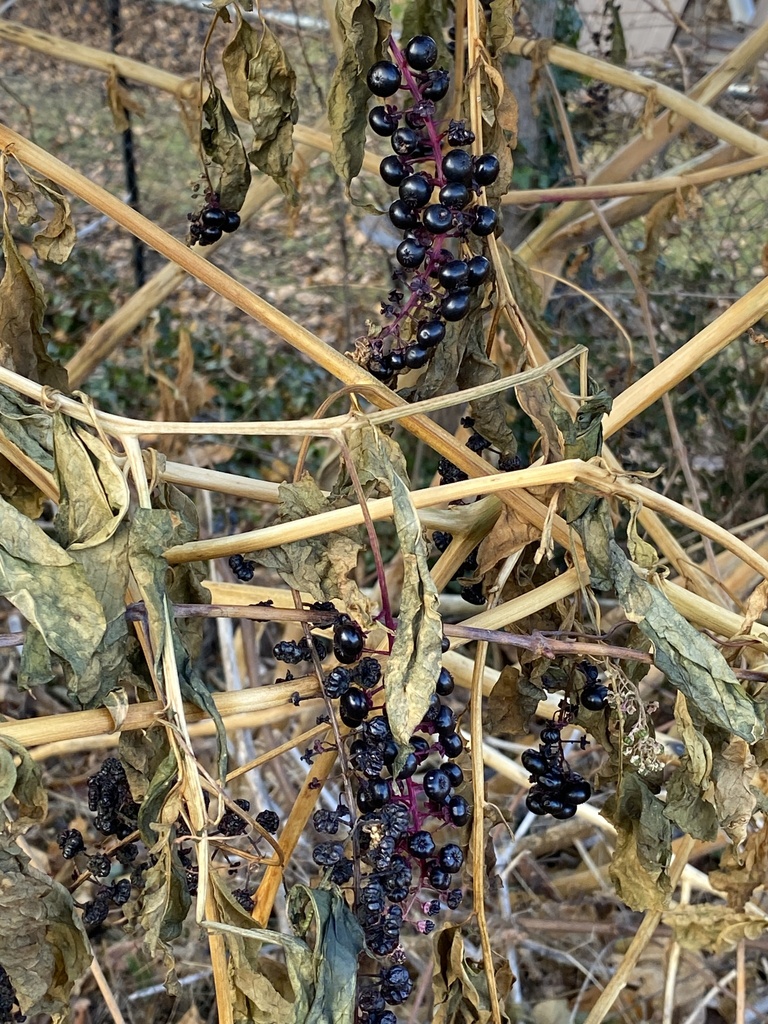 American pokeweed from Veterans Memorial Park, Webster, NY, US on ...