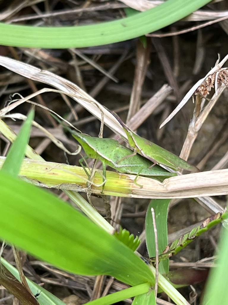 Atractomorpha sinensis sinensis in December 2023 by Nakatada Wachi ...