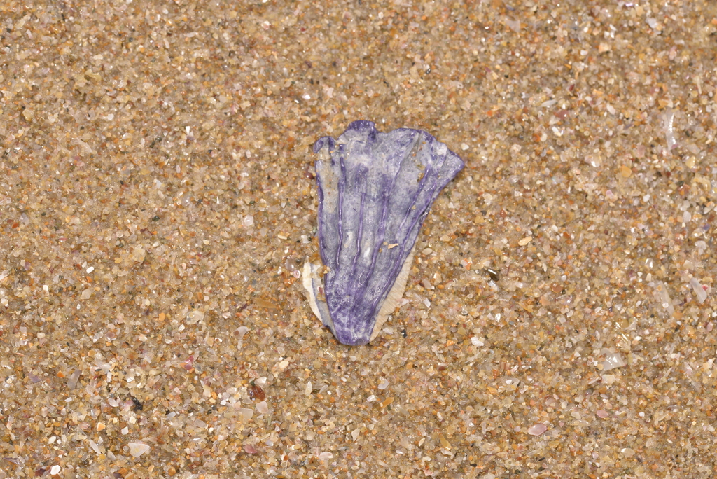 Austrobalanus imperator from Valla Beach NSW 2448, Australia on ...