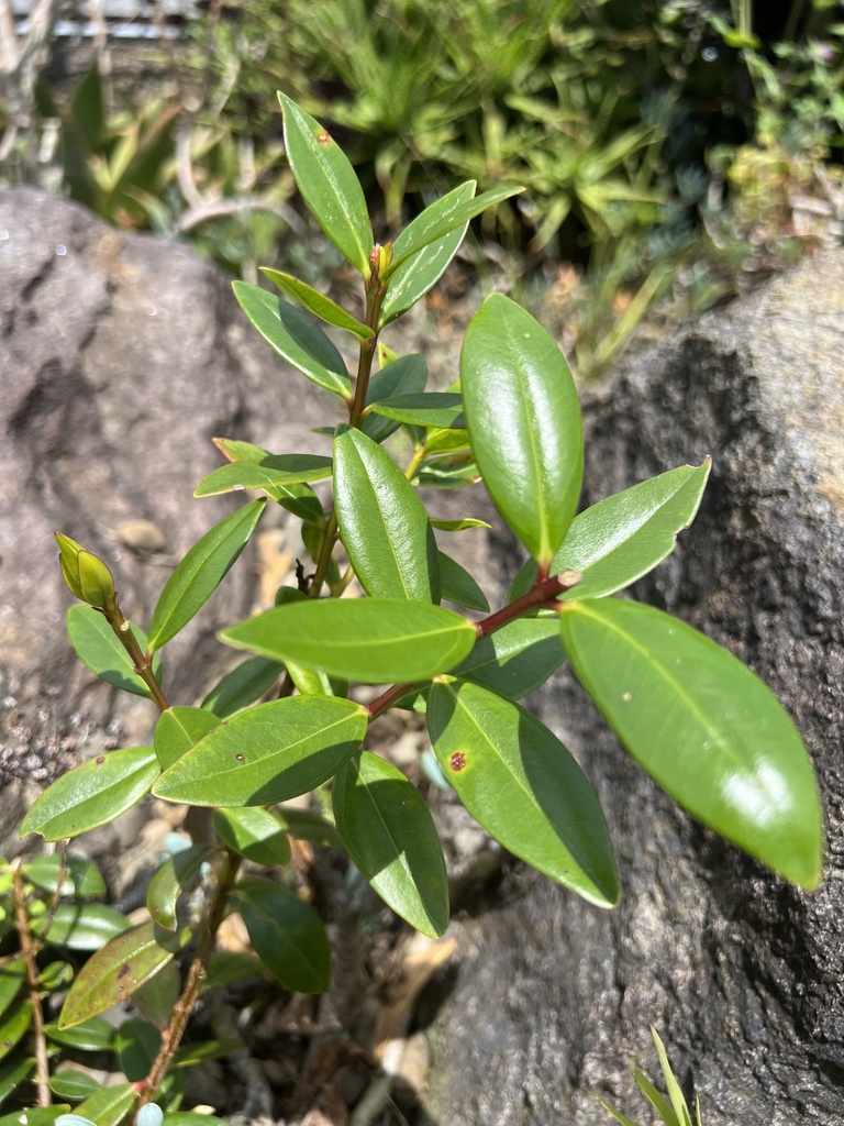 Pōhutukawa from Tauranga Harbour, Te Papa-Welcome Bay Ward, Bay of ...