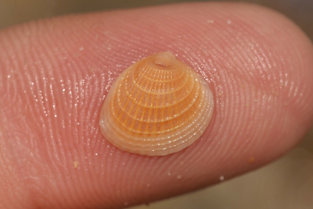 Timoclea scabra from Valla Beach NSW 2448, Australia on November 25 ...
