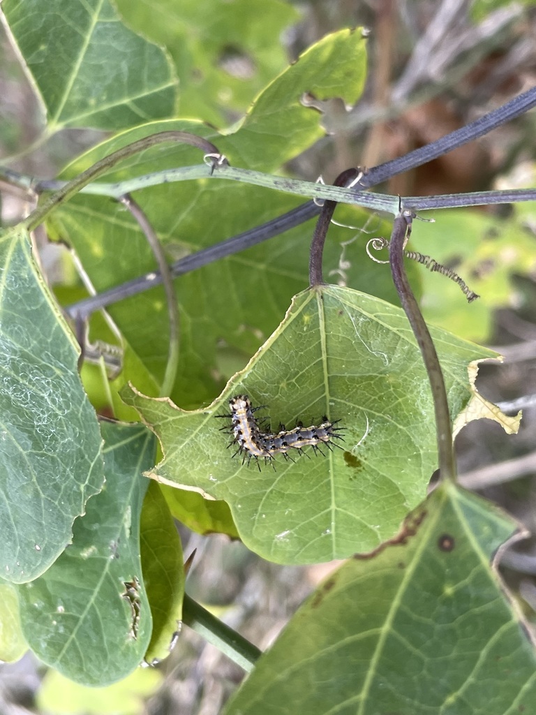 Dione in December 2023 by txnaturewatch · iNaturalist