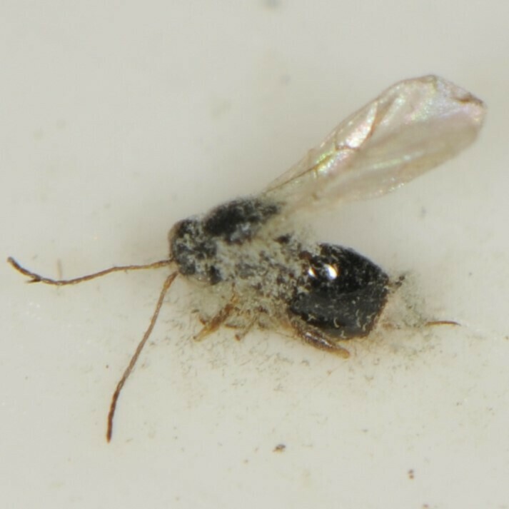 Figitidae from Santa Fe County, NM, USA on December 8, 2023 at 06:03 PM ...