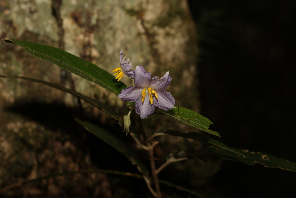 nightshades from Limpinwood NSW 2484, Australia on December 8, 2023 at ...