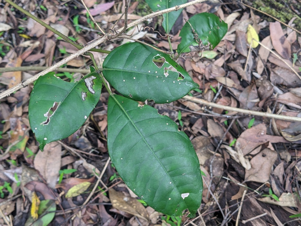 Native Grape from Nambucca, New South Wales, Australia on November 25 ...