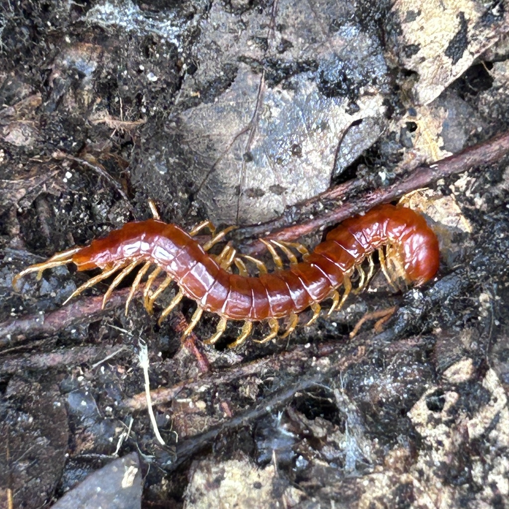 Eastern Red Centipede from Estawa Trail, Moss Point, MS, US on December ...