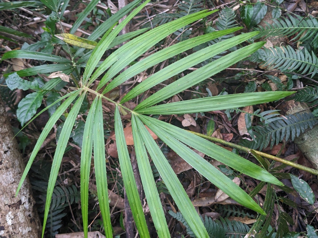 Wait-a-while from Nambucca, New South Wales, Australia on November 25 ...