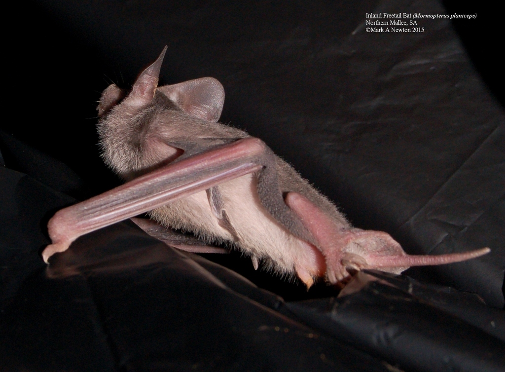 Southeastern Free-tailed Bat (Ozimops planiceps) - Know Your Mammals