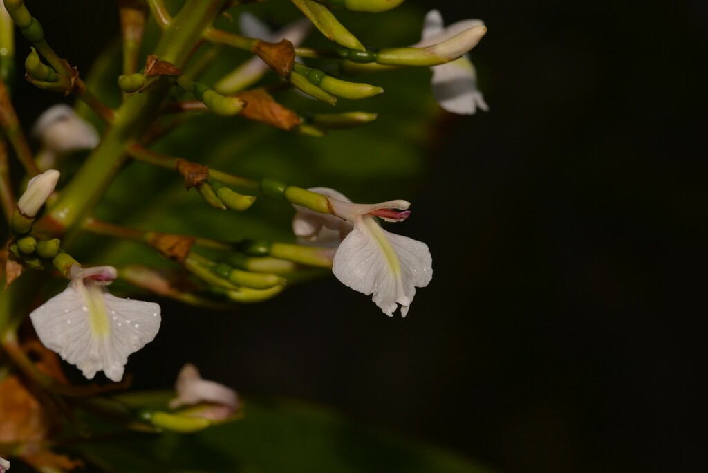 Native Ginger from Valla Beach NSW 2448, Australia on November 25, 2023 ...