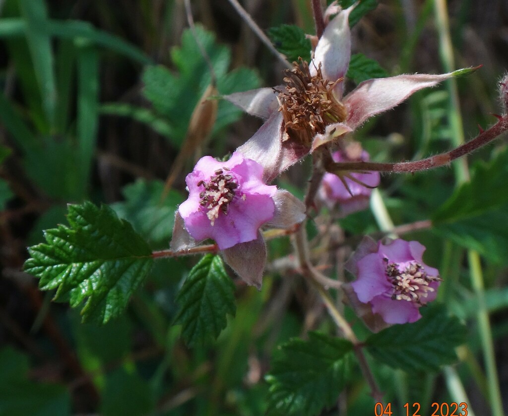 small-leaf bramble from Sailors Falls VIC 3461, Australia on December 4 ...