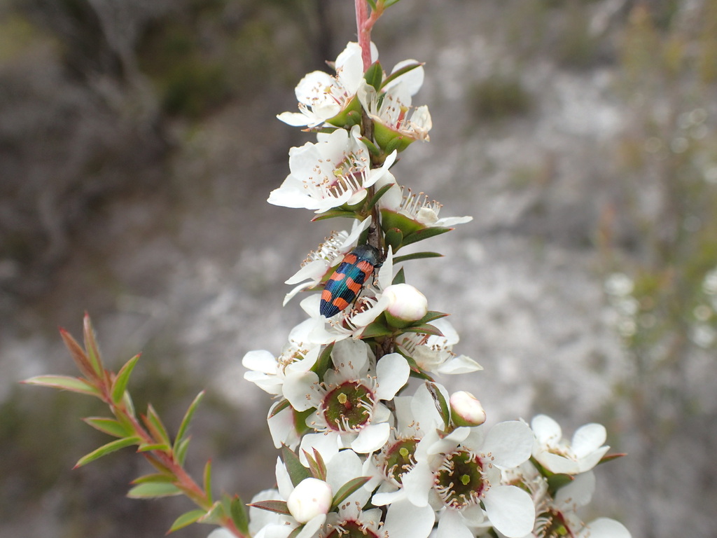 Castiarina vegeta from Karatta SA 5223, Australia on December 5, 2023 ...