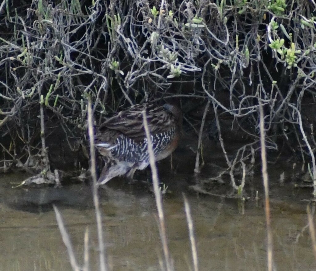Clapper Rail from Port Aransas, TX, USA on December 5, 2023 at 04:40 PM ...