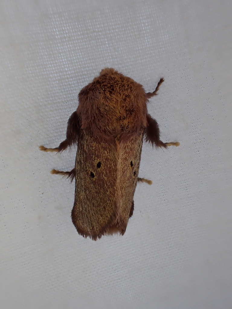 Four-spotted Cup Moth from Stun'Sail Boom SA 5223, Australia on ...