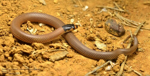 Spectacled Hooded Snake (Suta spectabilis) - Snakes and Lizards