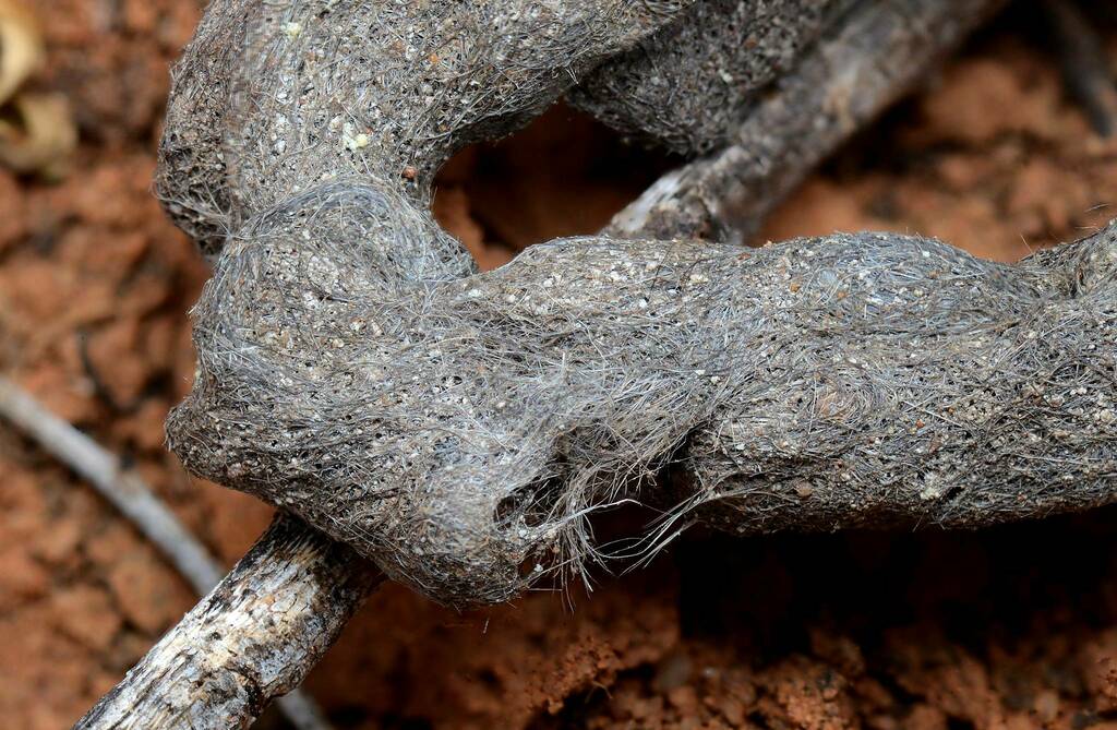 Eastern Brown Snake from Morgan SA 5320, Australia on September 26 ...