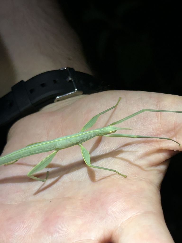 Tropidoderus prasina from Mount Stuart Rd, Mount Stuart, QLD, AU on ...