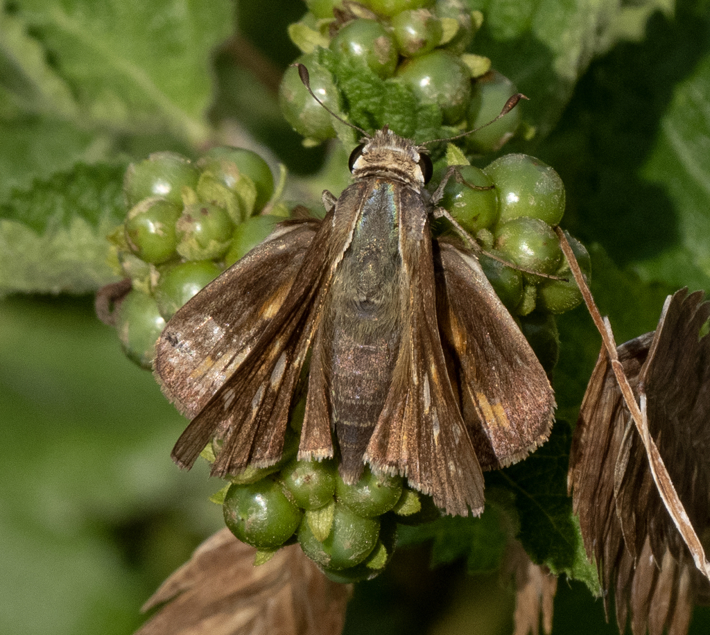 Huron Sachem from Oak Point Park and Nature Preserve on September 16 ...