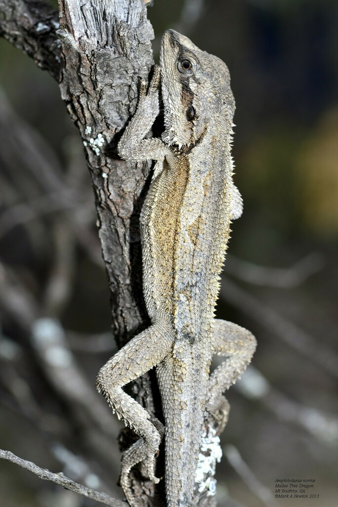 Mallee Tree Dragon from Mount Boothby Conservation Park, Field SA 5265 ...