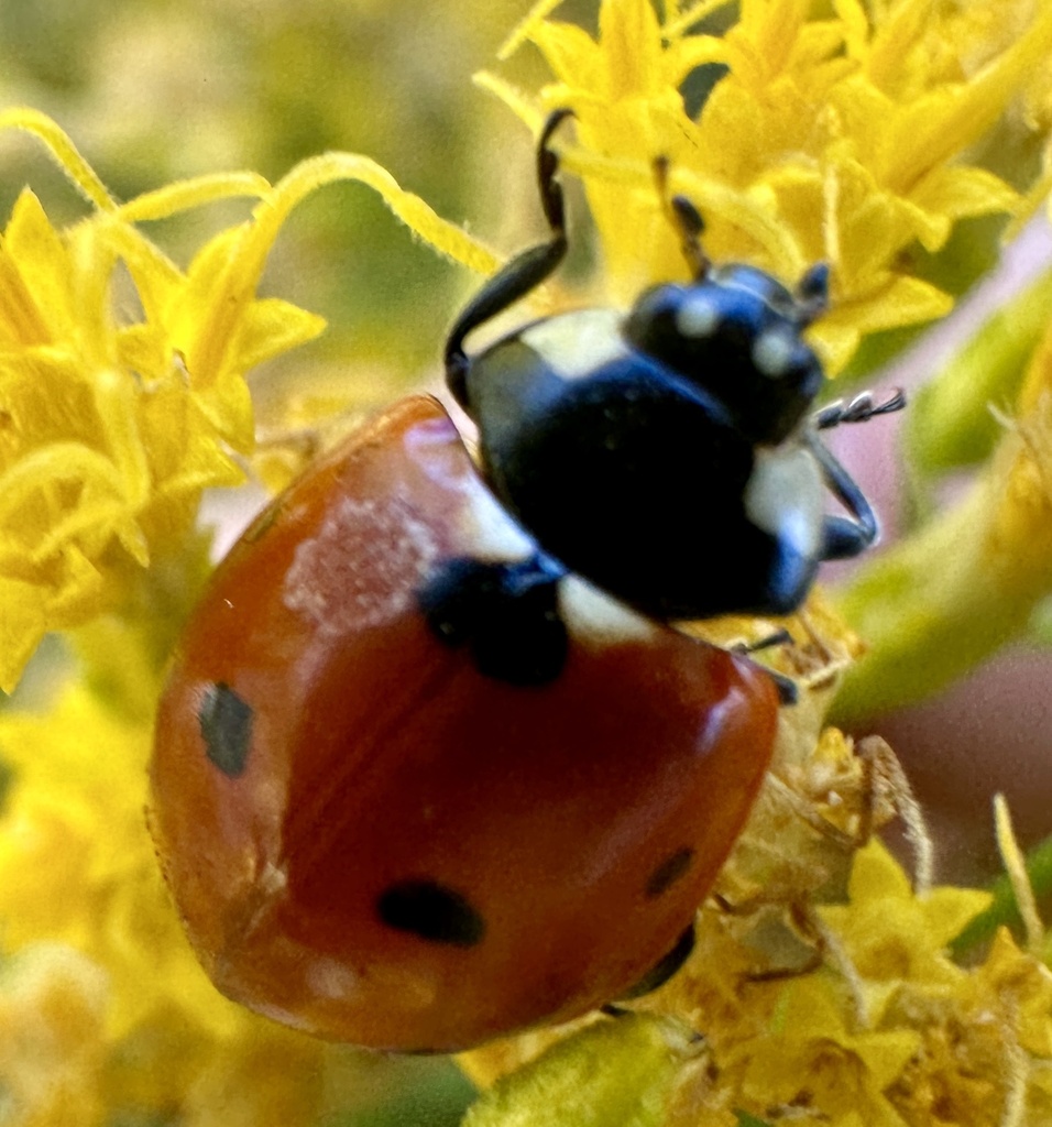 Seven-spotted Lady Beetle from Joshua Tree National Park, Desert Hot ...