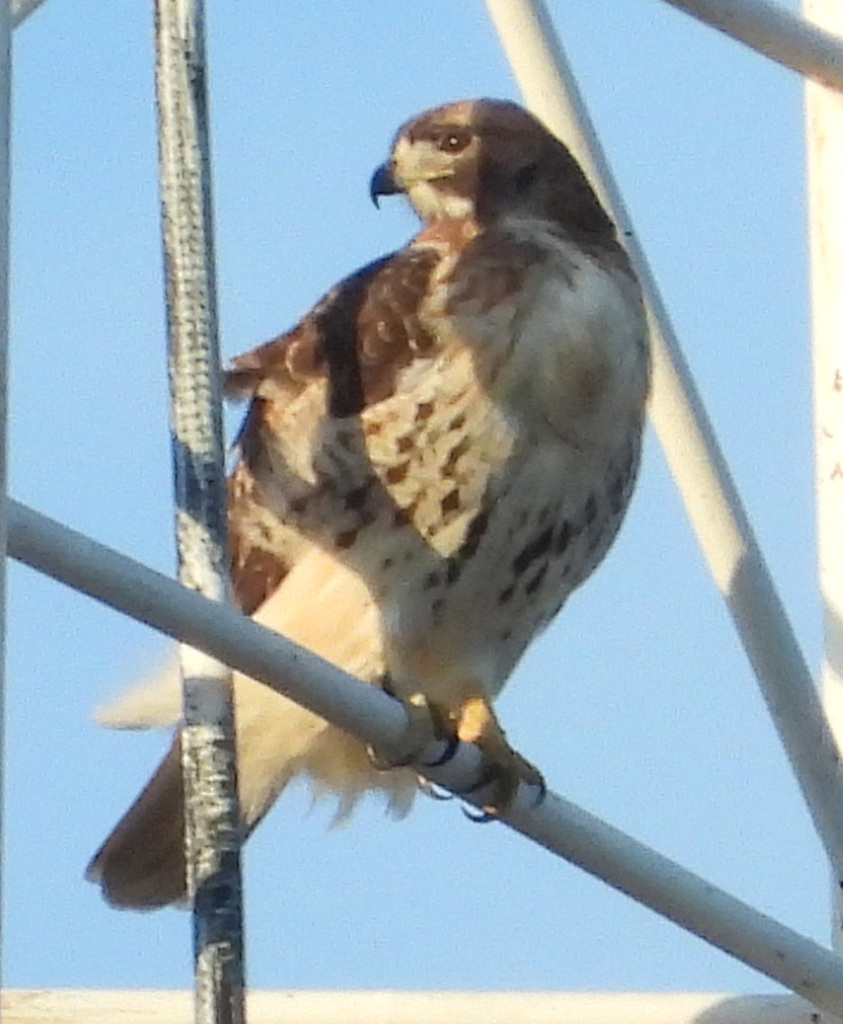 Eastern Red-tailed Hawk from Silver Spring, MD, USA on December 8, 2023 ...
