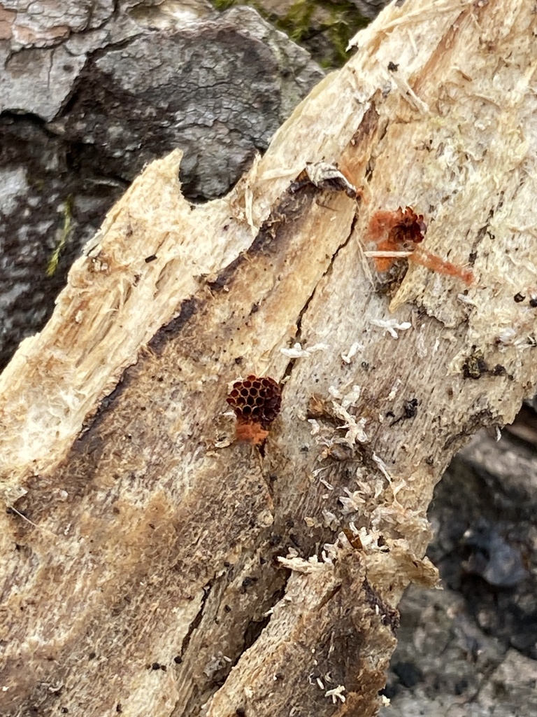 Wasp's Nest Slime Mold in December 2023 by Jim Oehmke · iNaturalist