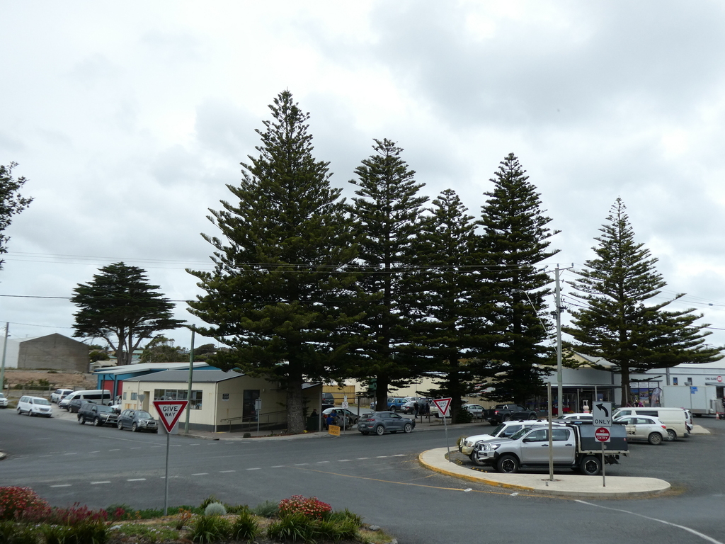 Norfolk Island Pine from Currie TAS 7256, Australia on December 1, 2023 ...