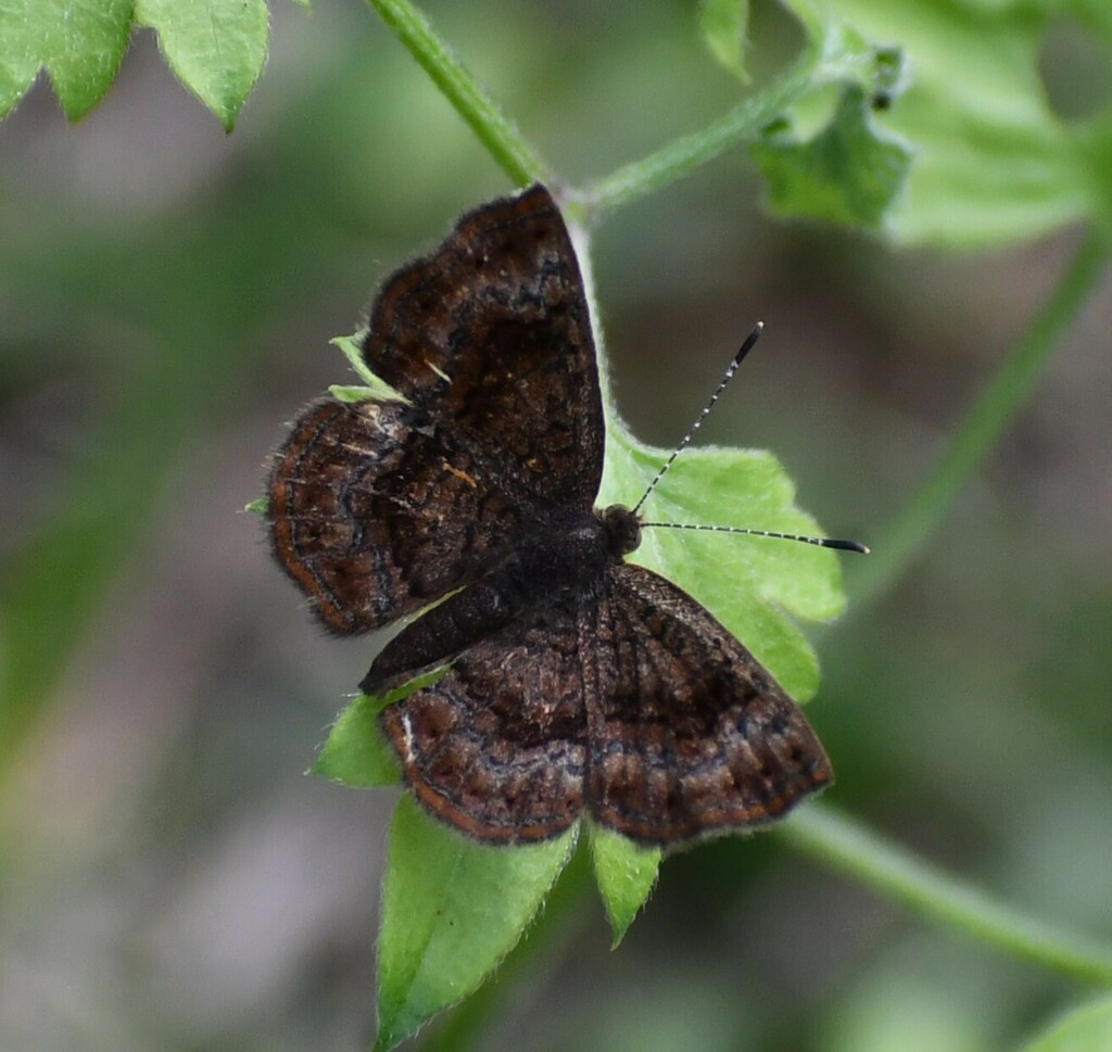 Rounded Metalmark from Brownsville, TX, USA on December 06, 2023 at 11: ...