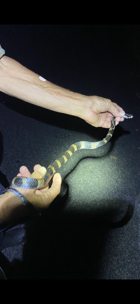 Stephens' Banded Snake from Emu Dr, Woombah, NSW, AU on December 6 ...