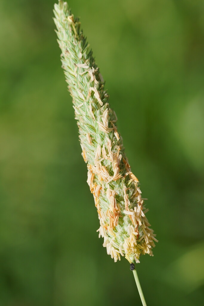 harding grass from Melbourne VIC, Australia on December 6, 2023 at 09: ...