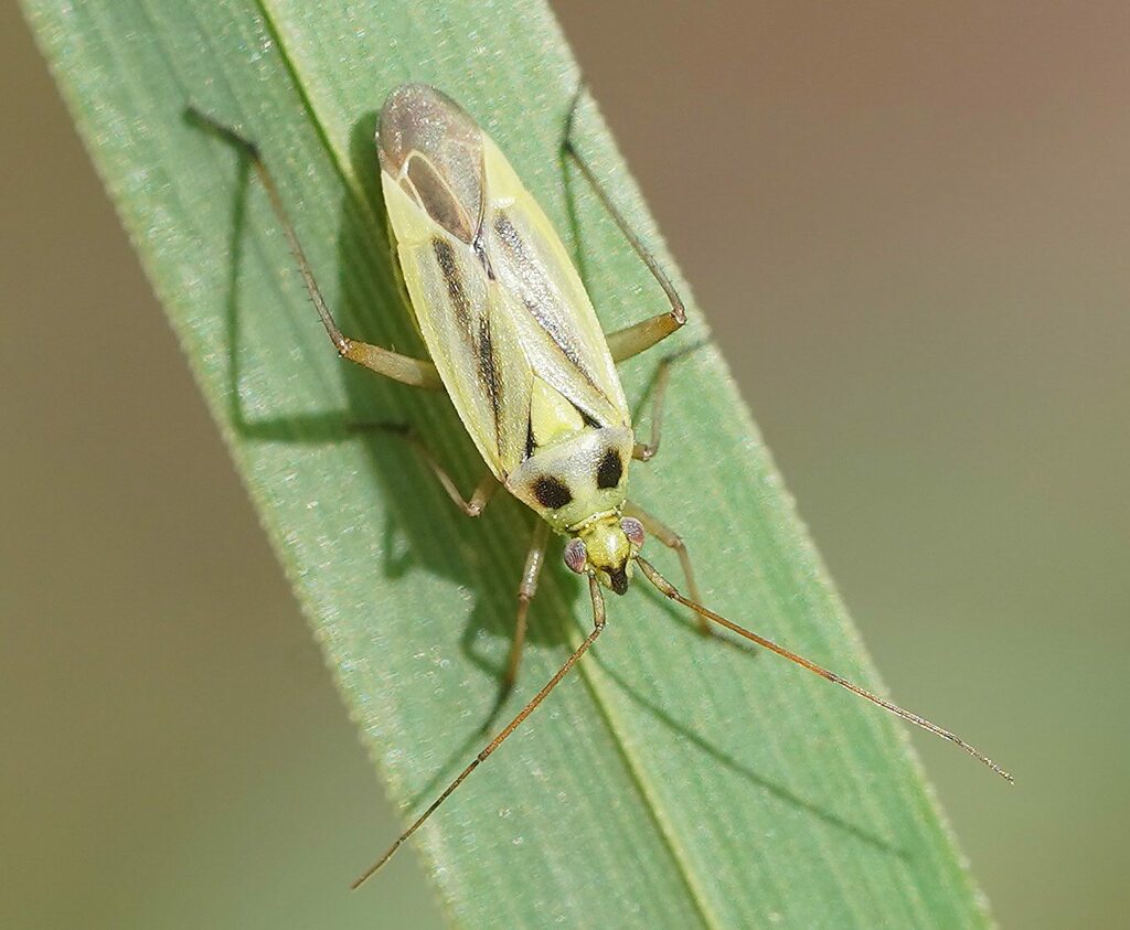 Two-spotted Grass Bug from Knox - North-West, Victoria, Australia on ...