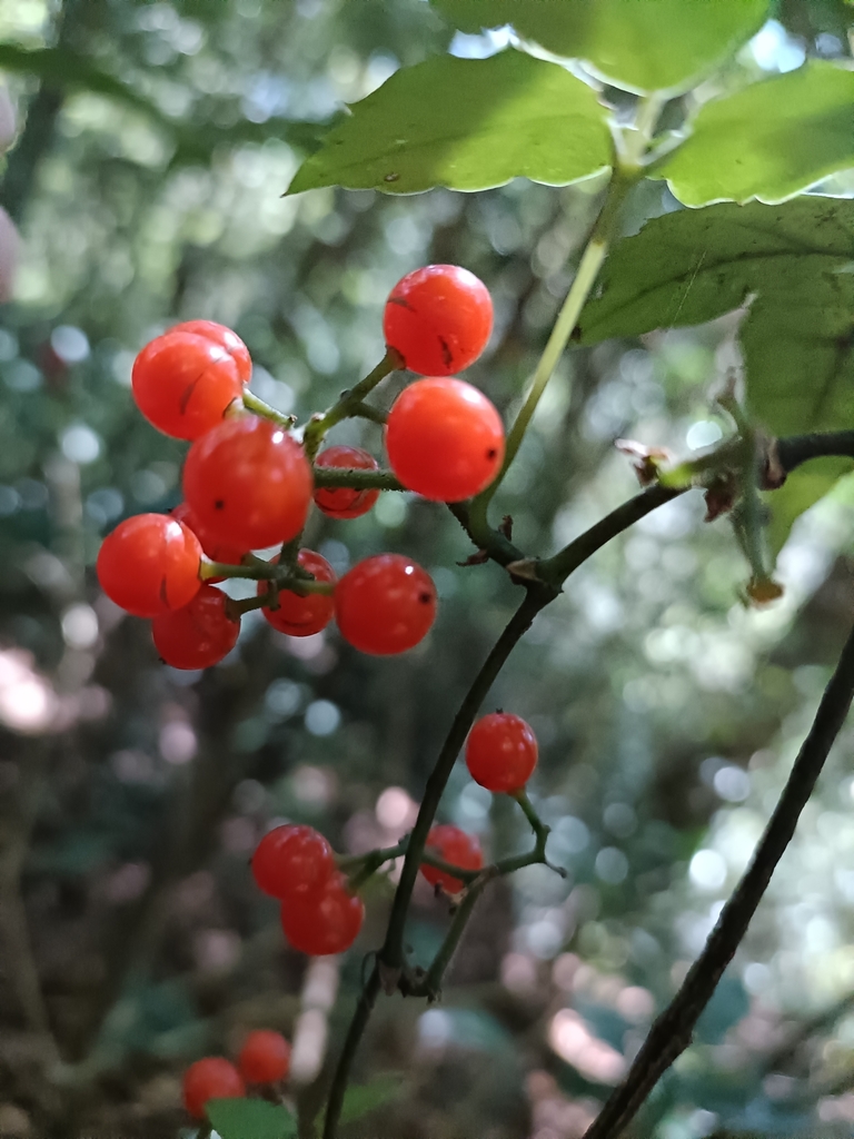 Tetrastigma hemsleyanum from 313台灣新竹縣尖石鄉21 on December 9, 2023 at 10:03 ...