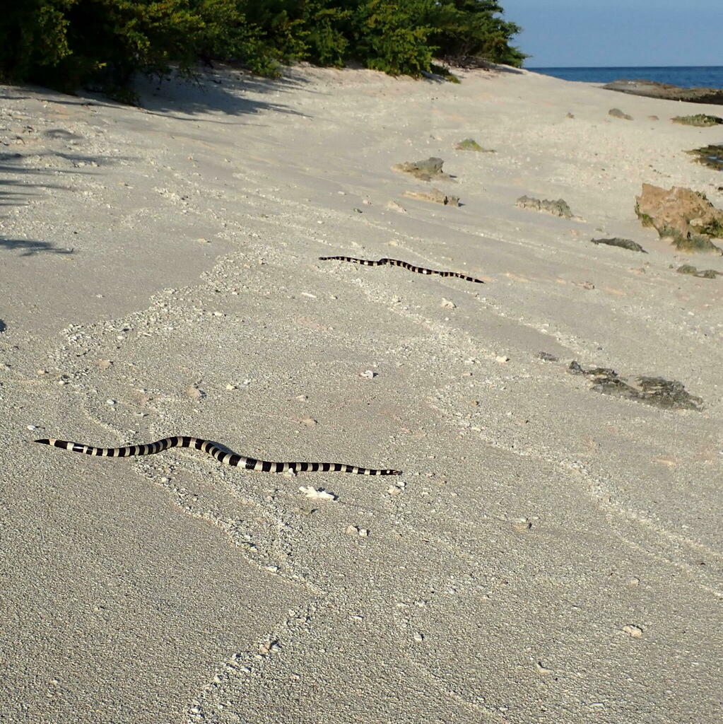 New Caledonian Sea Krait from Ilot Améré, New Caledonia on November 18 ...