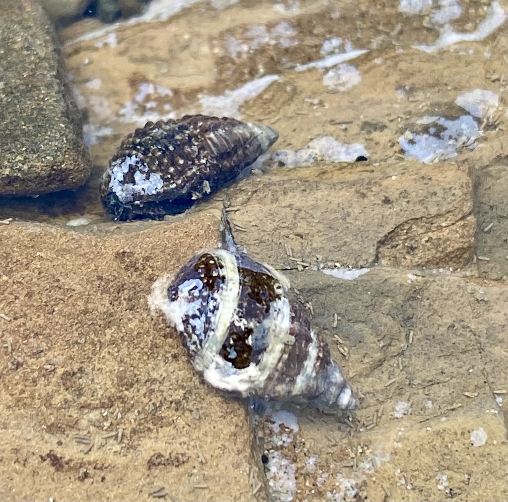 Cerith Snails and Allies from Hervey Bay, Pialba, QLD, AU on December 9 ...