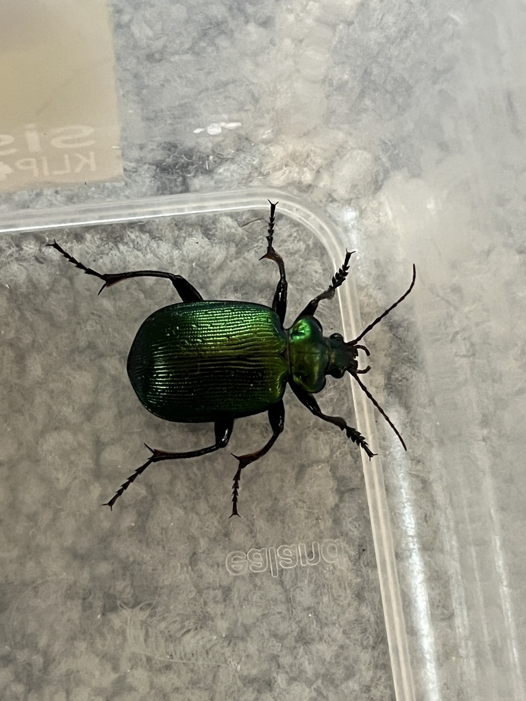 Green Carab Beetle from Lilly Dr, Goondiwindi, QLD, AU on December 9 ...