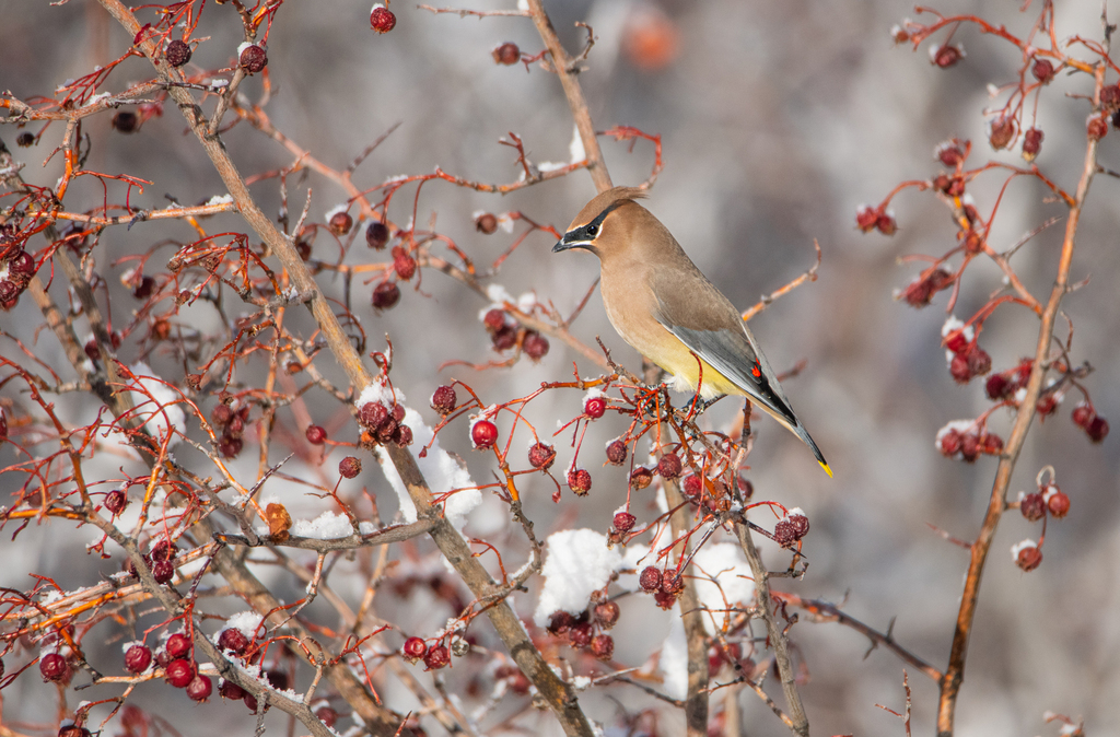 Cedar Waxwing from Routt County, CO, USA on December 8, 2023 at 12:01 ...