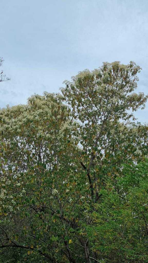 Spanish elm from Casimiro Castillo, Jal., México on November 25, 2023 ...