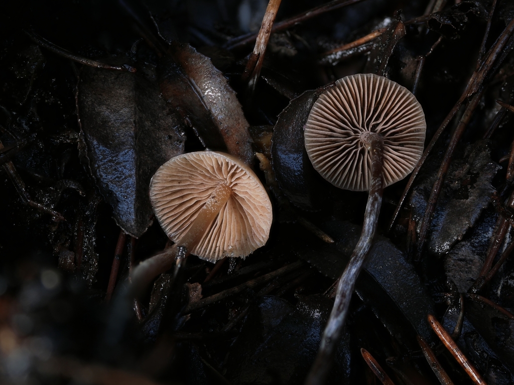 Psilocybe pelliculosa in December 2023 by Ariel. At manila dunes on the ...