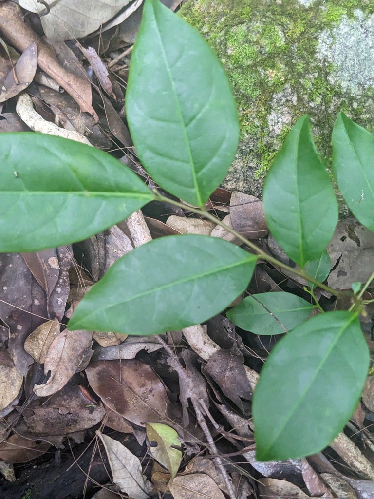 Cheese Tree from Valla NSW 2448, Australia on November 25, 2023 at 11: ...